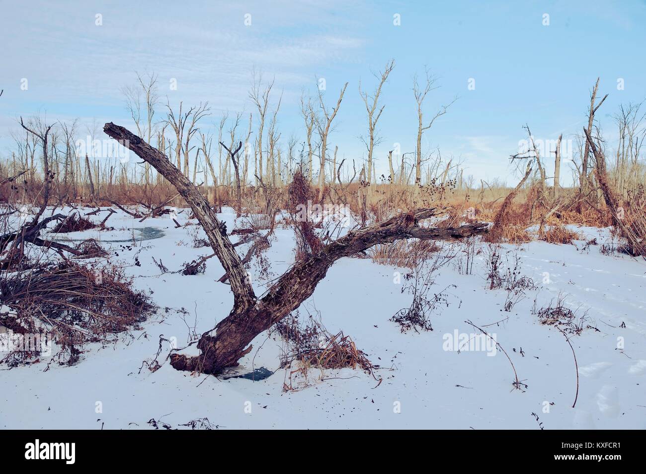 Timber swamp hi-res stock photography and images - Alamy