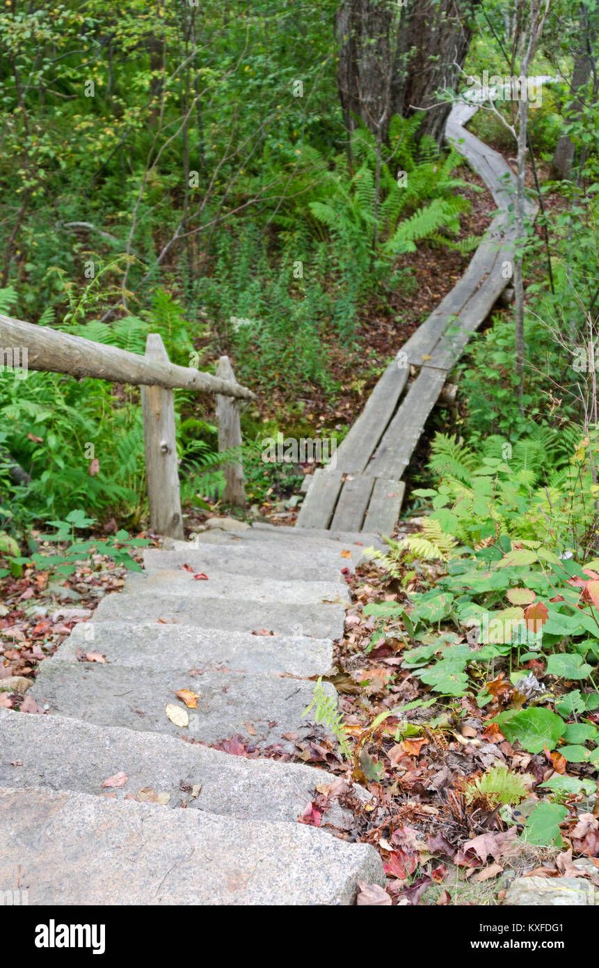 Woodland stone steps hi-res stock photography and images - Alamy