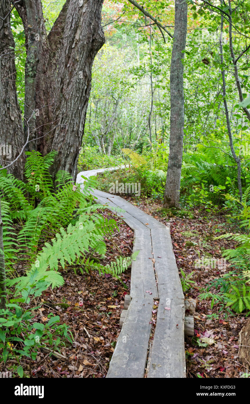 Boardwalk portion of the Asticou Stream Trail, Northeast Harbor, Maine ...