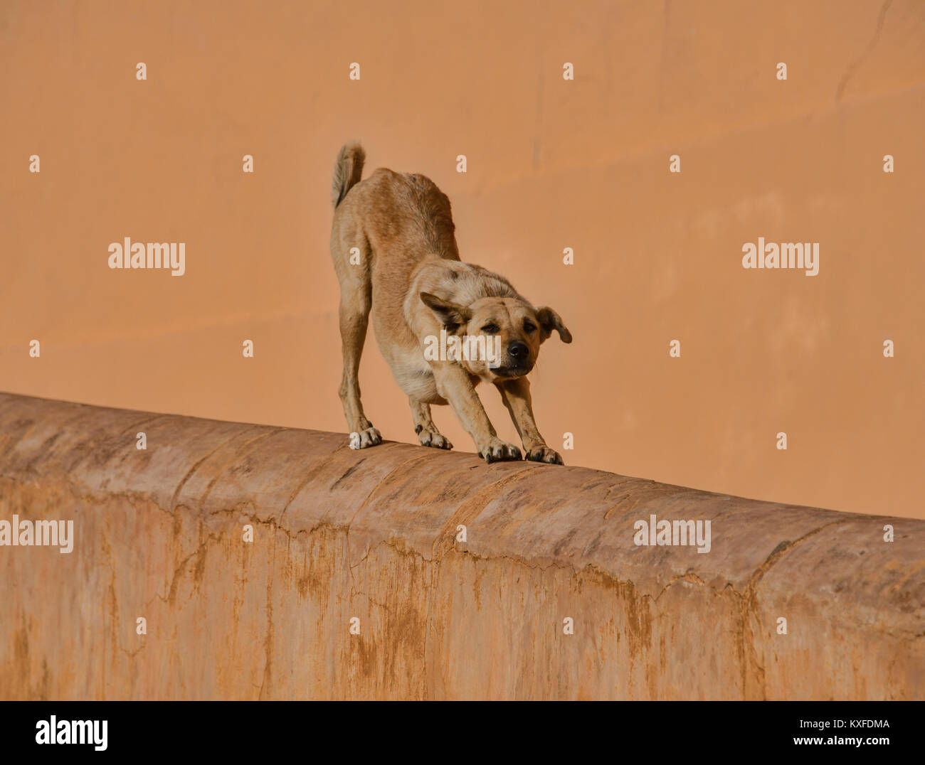 A dog stretching Stock Photo - Alamy