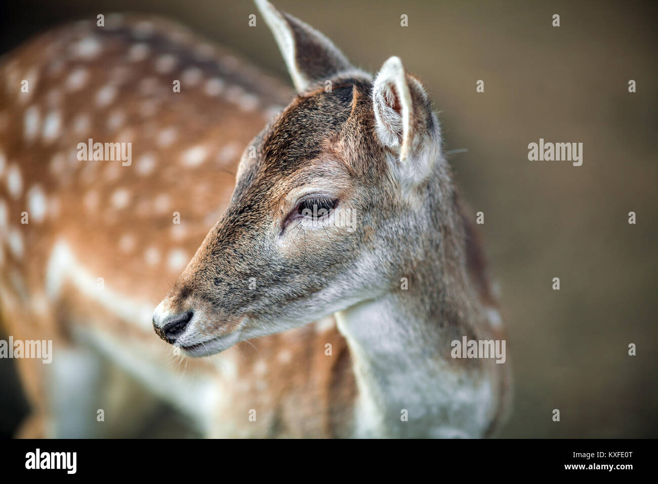 Portrait of a beautiful Fawn, Close up Stock Photo - Alamy