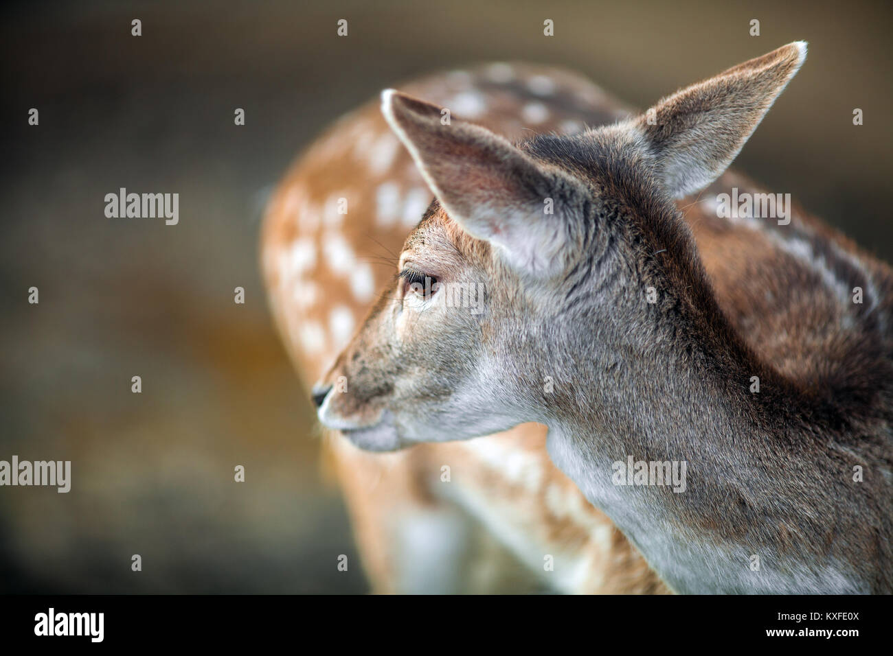 Portrait of a beautiful Fawn, Close up Stock Photo - Alamy