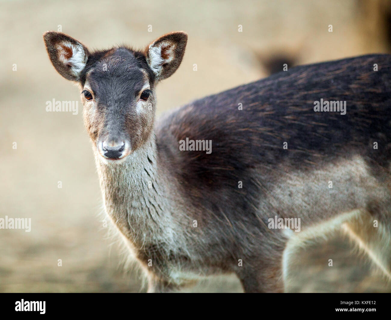 Portrait of Beautiful Small Deer, Close up Horizontal shot Stock Photo ...