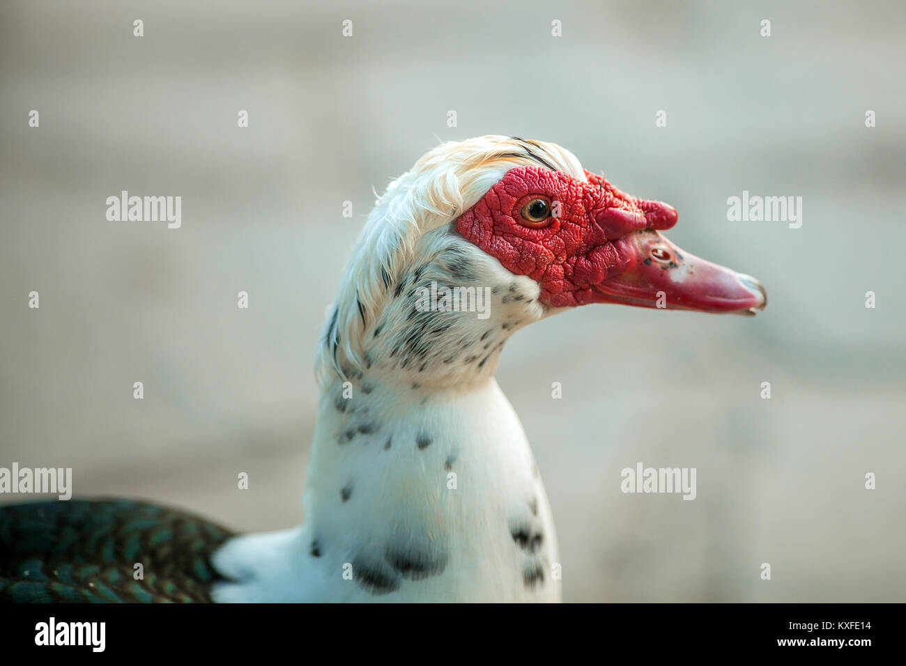 Caruncle hi-res stock photography and images - Alamy