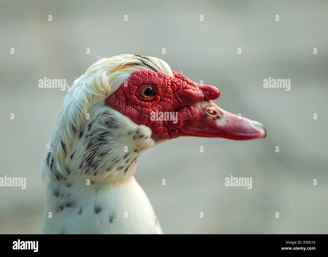 Caruncle hi-res stock photography and images - Alamy