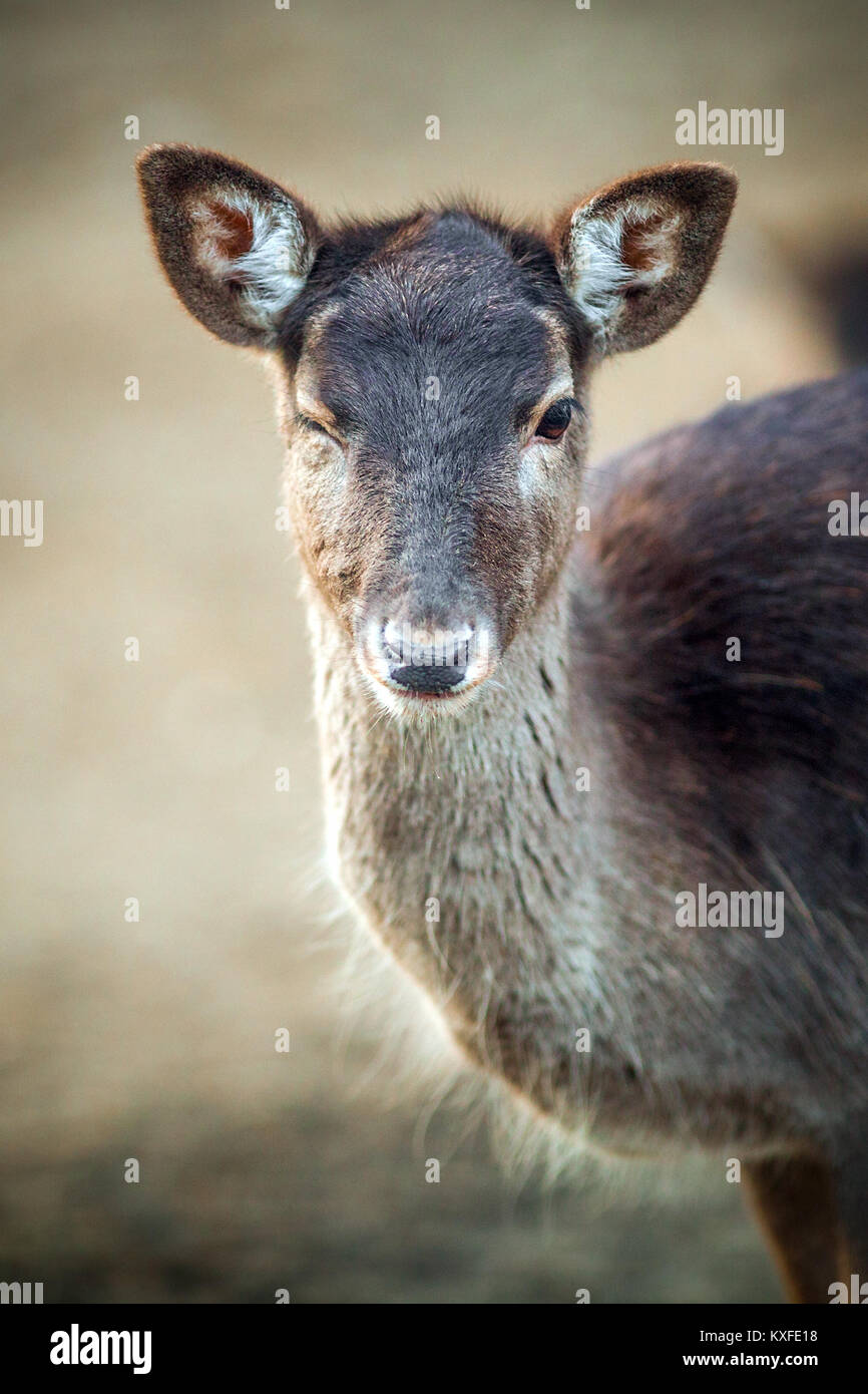 Winking the Eye and Smile for the Camera... Funny Portrait of a ...