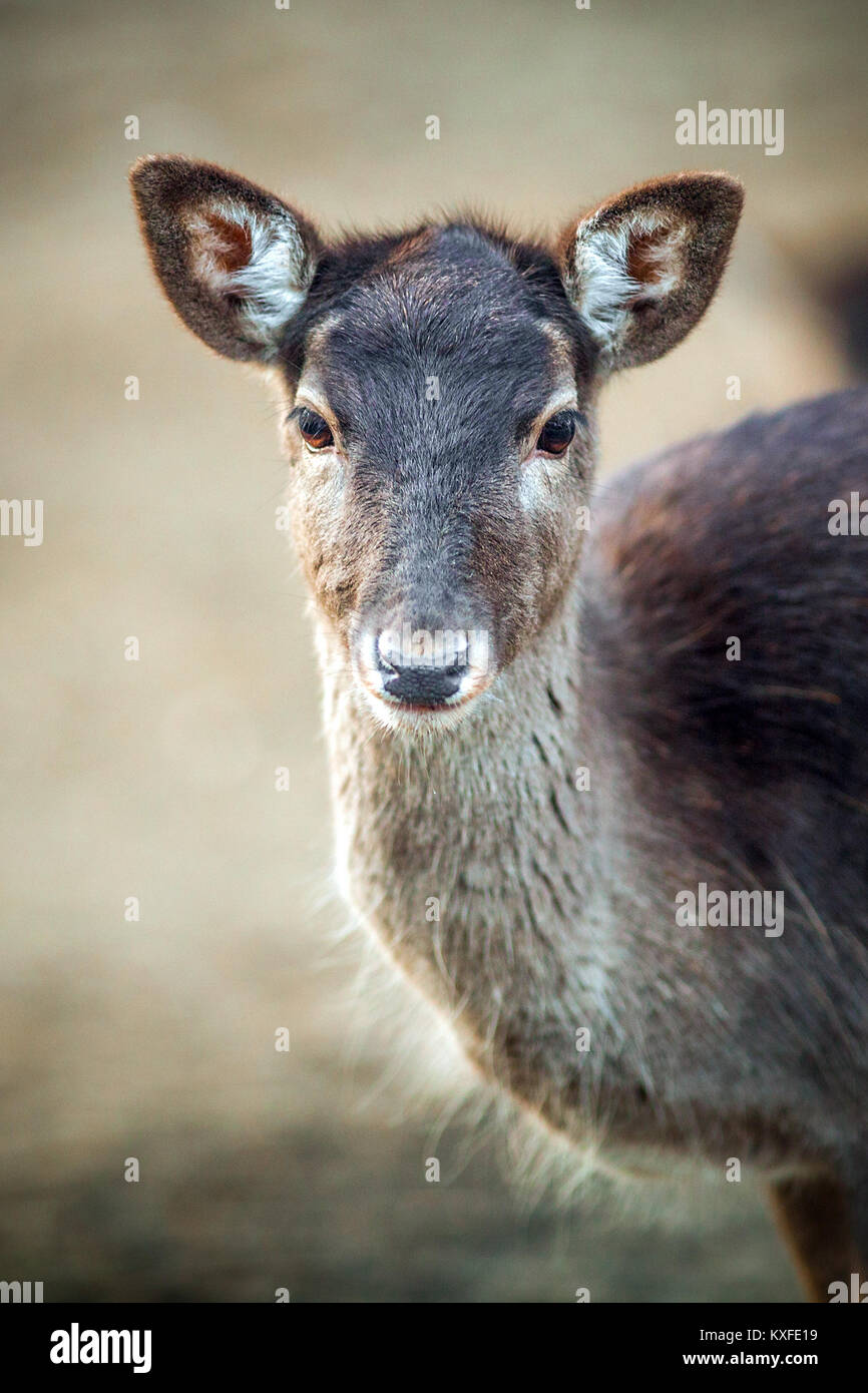 Beautiful shot cute deer forest hi-res stock photography and images - Alamy