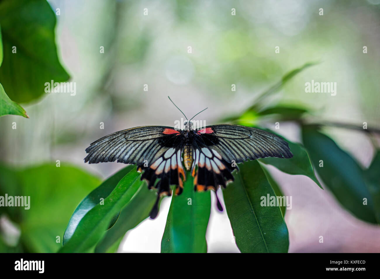 Exotic butterfly hi-res stock photography and images - Alamy