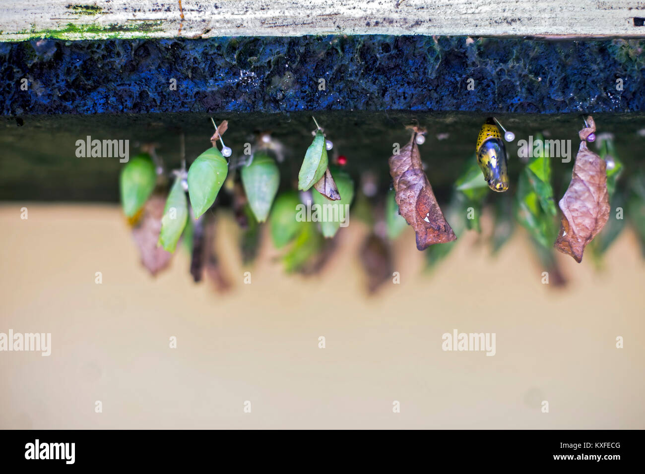 Butterfly cocoons hi-res stock photography and images - Alamy