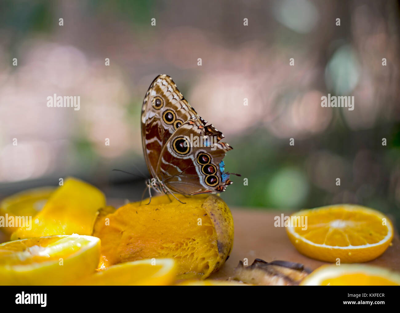 Gorgeous butterfly hi-res stock photography and images - Alamy