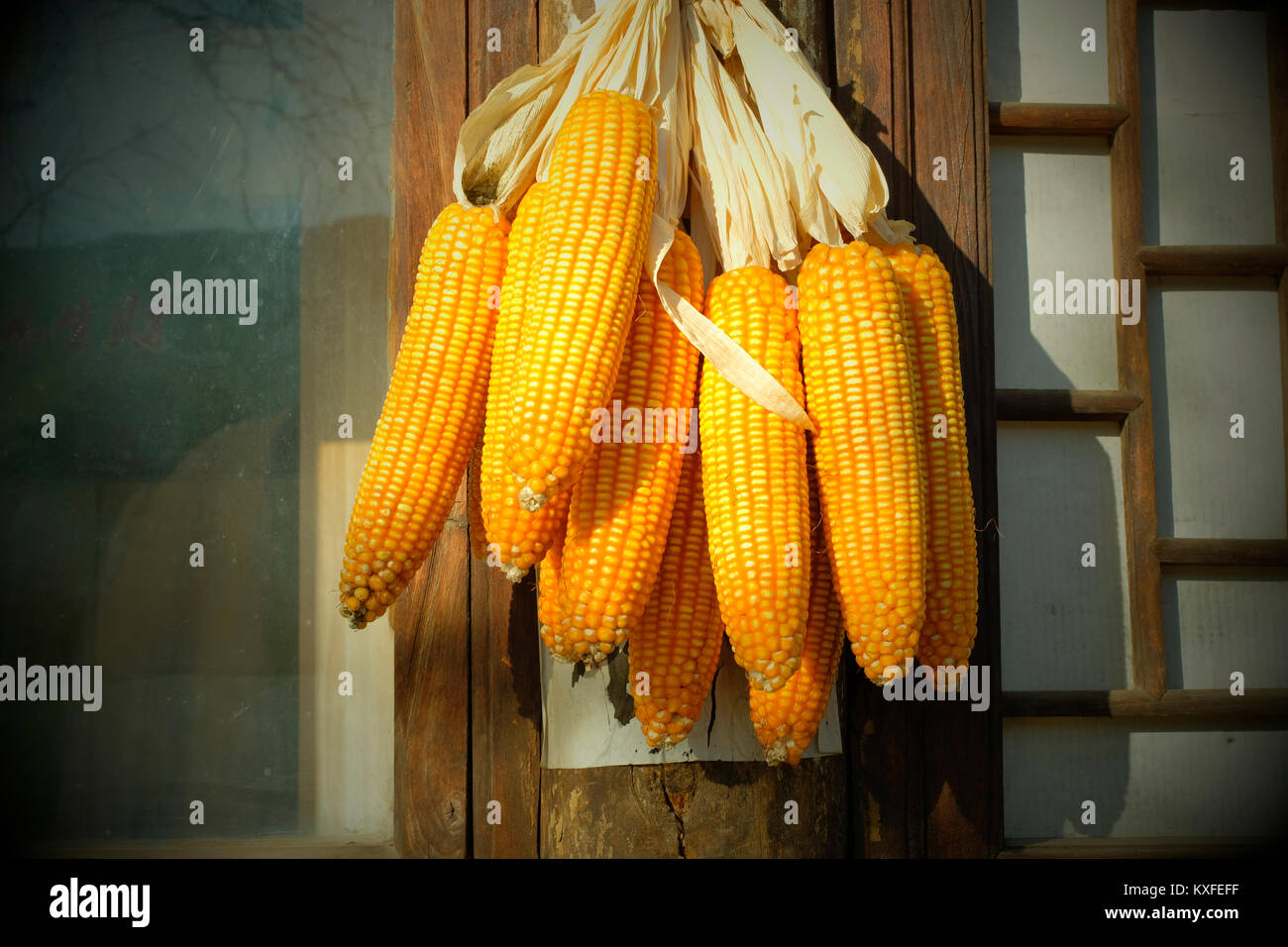 Corn crop drying hi-res stock photography and images - Alamy