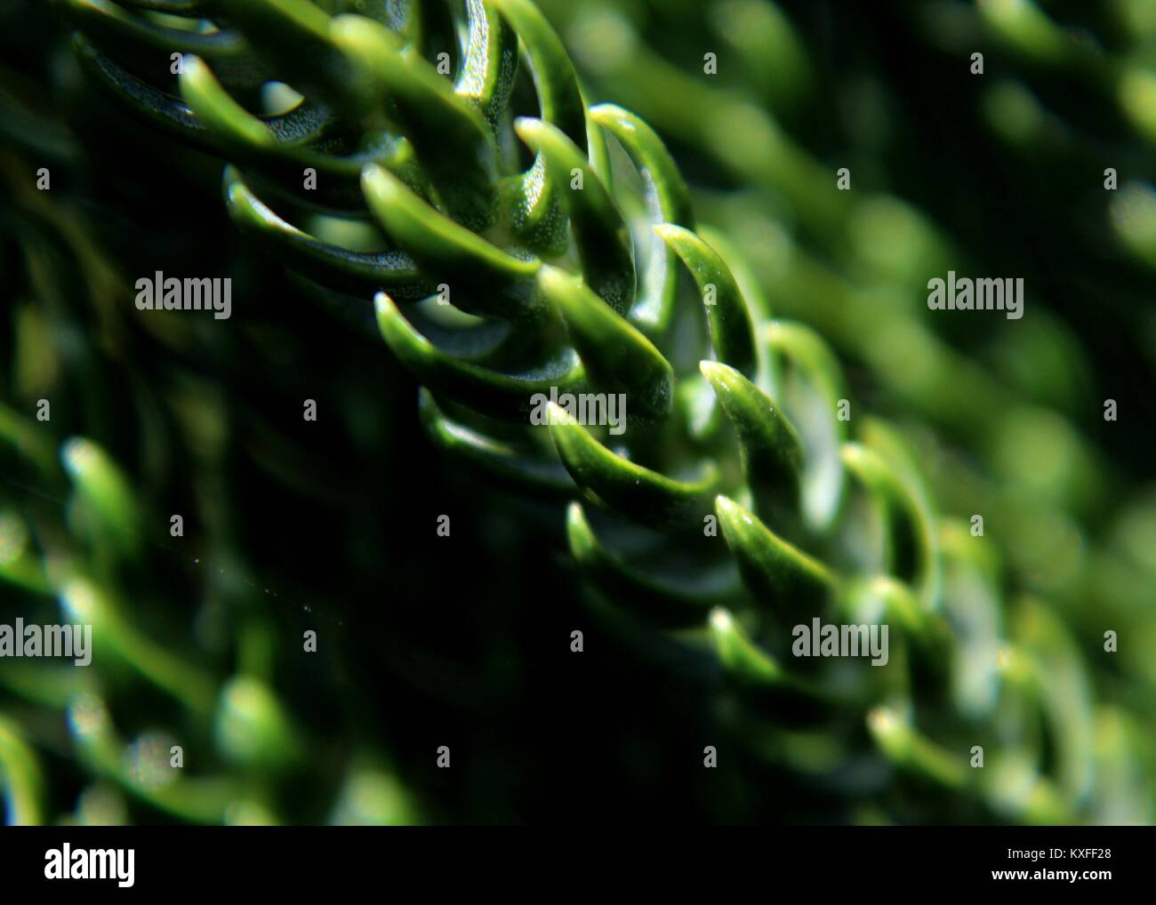 Fraser fir hi-res stock photography and images - Alamy
