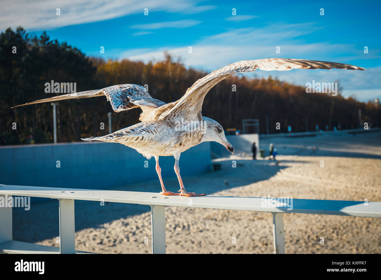 the seagull sits on the pier, close up Stock Photo - Alamy