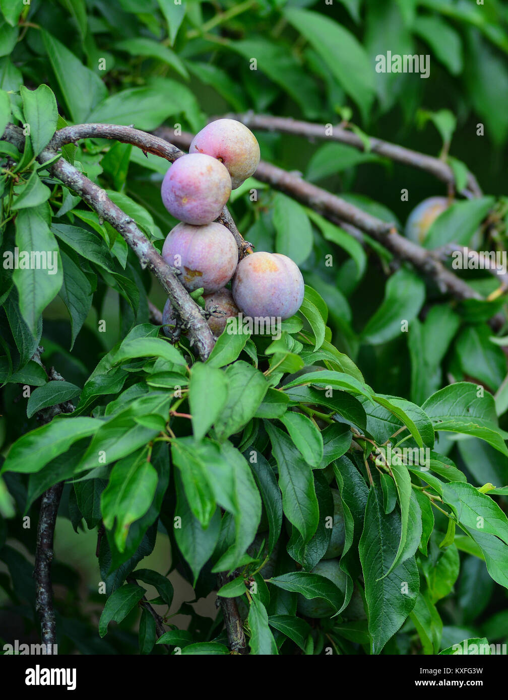 Plum fruits on the tree at plantation in Northern Vietnam Stock Photo ...