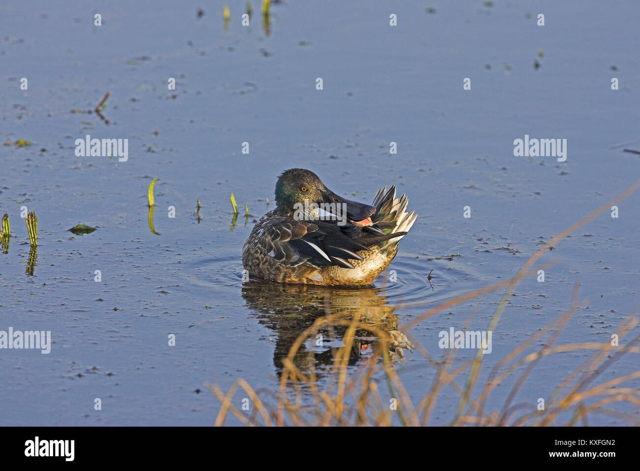 Catcott nature reserve hi-res stock photography and images - Alamy