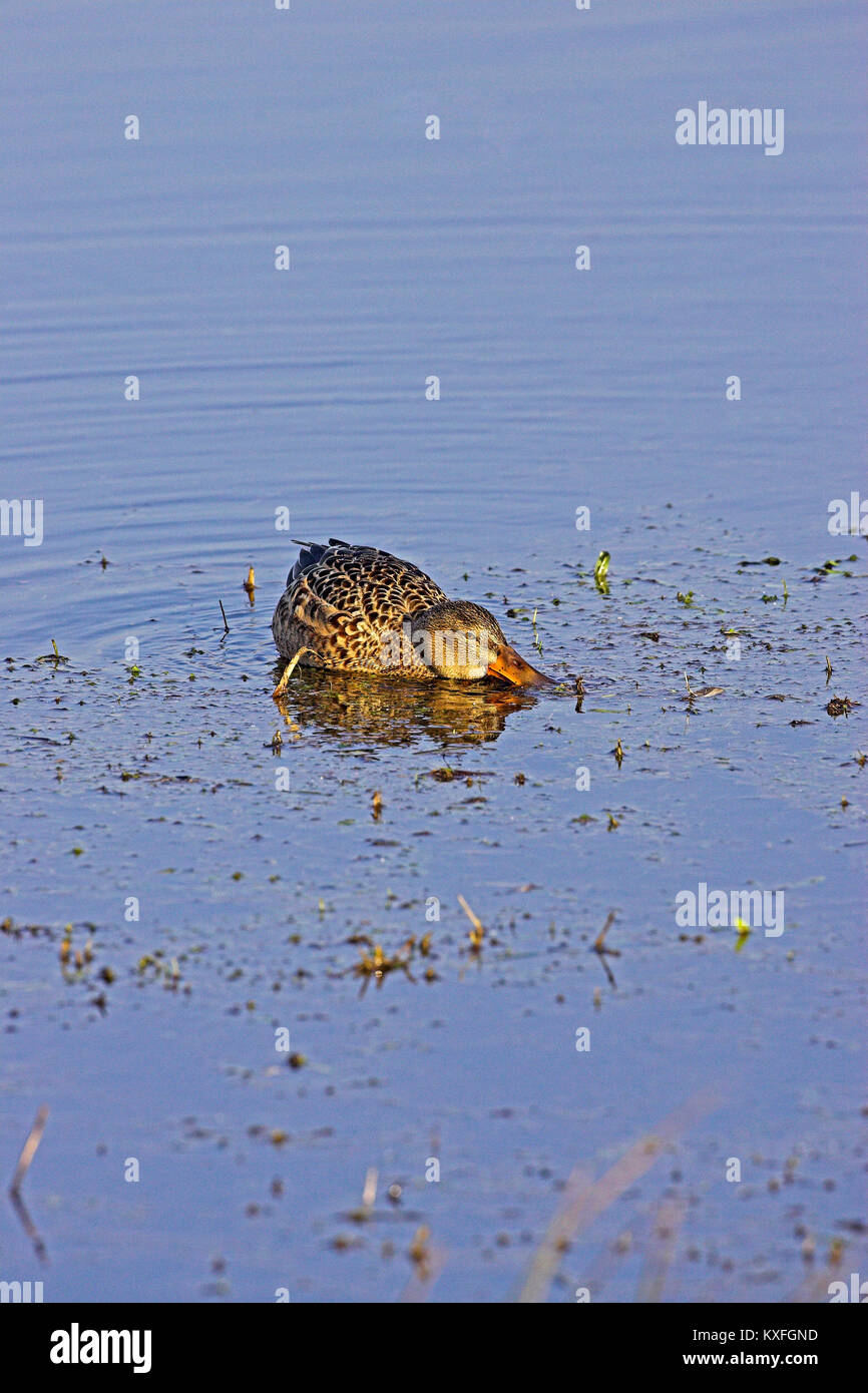 Catcott nature reserve hi-res stock photography and images - Alamy