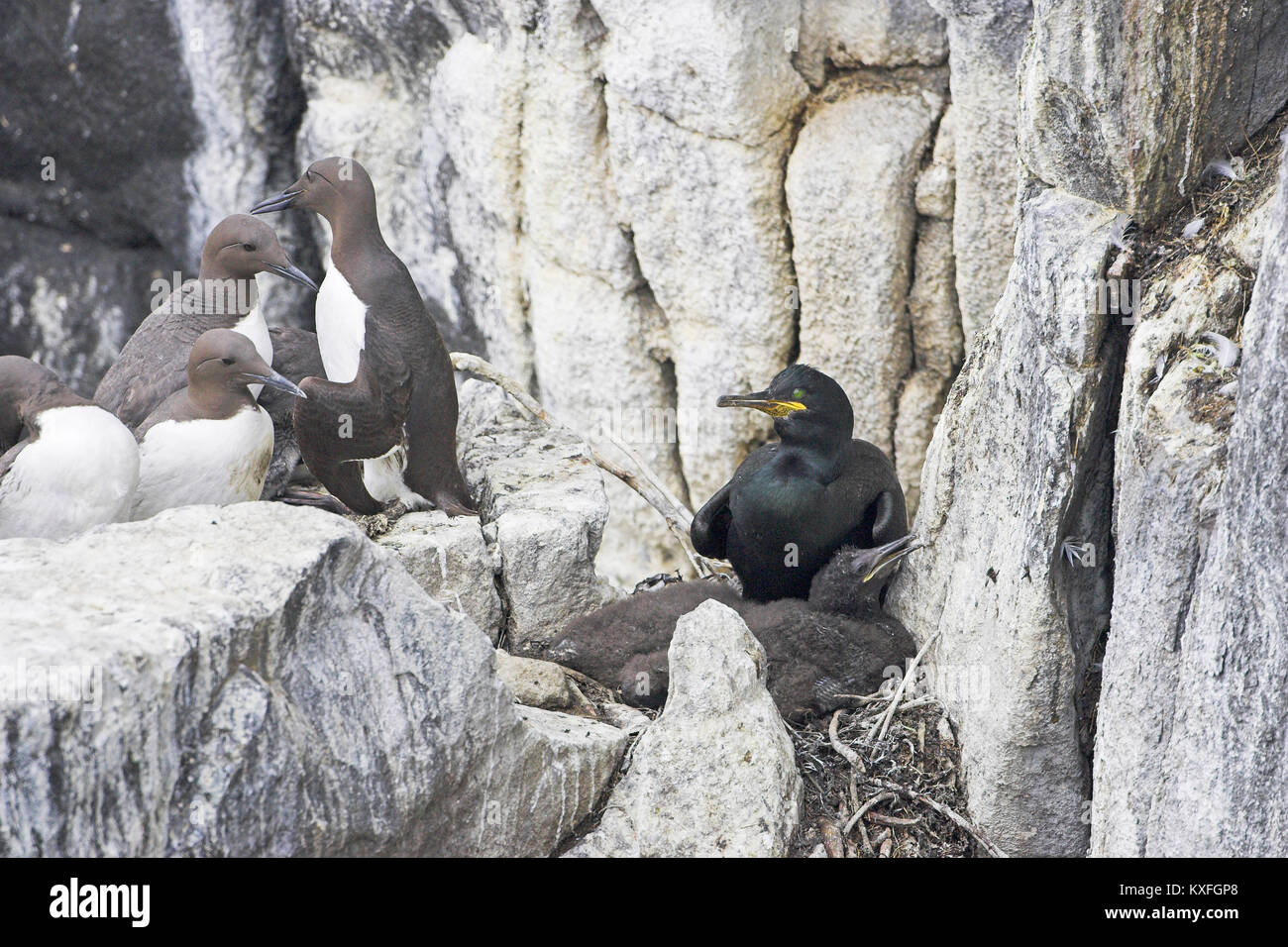 Isle of may bird shag hi-res stock photography and images - Alamy