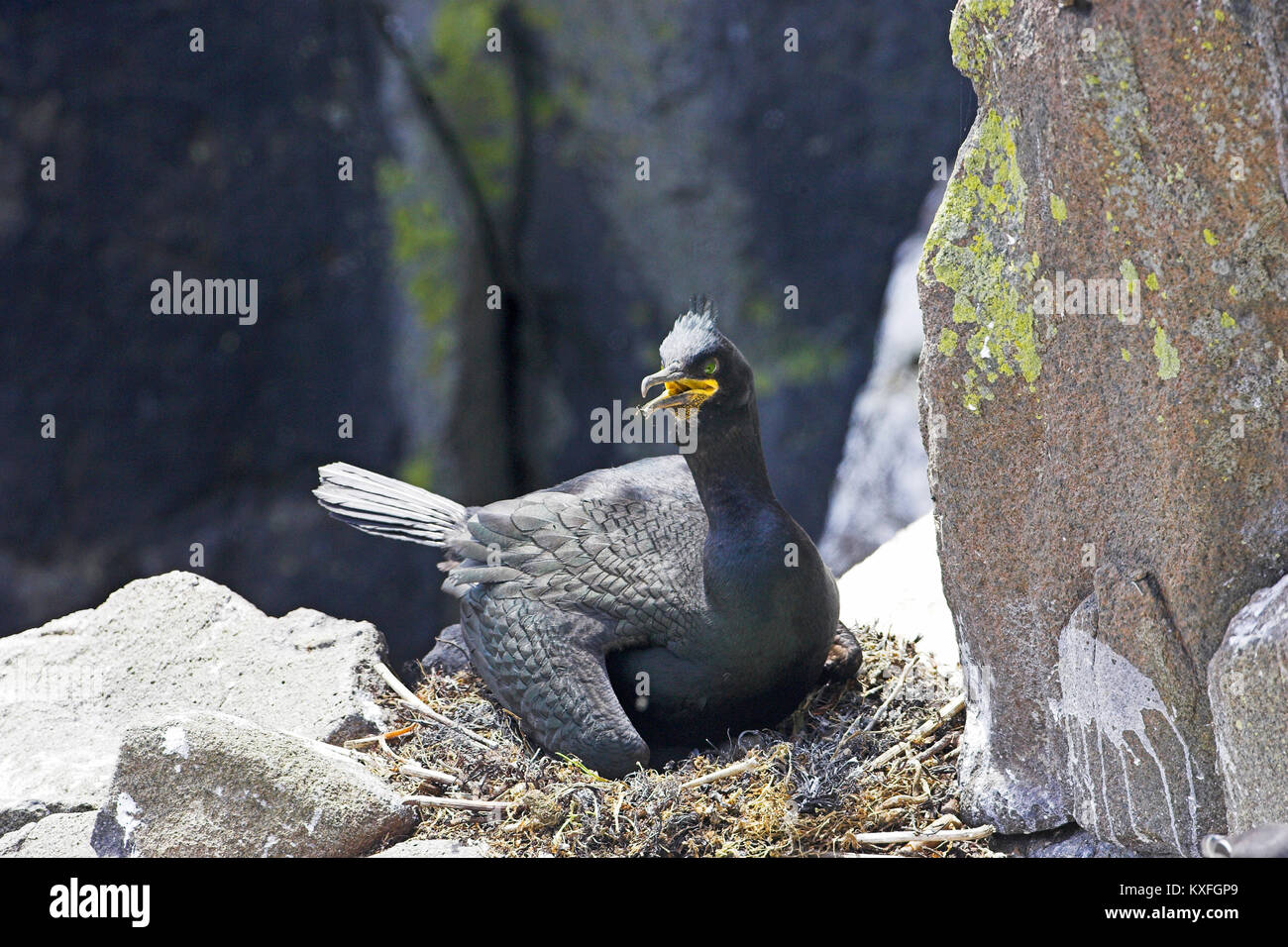 European shag Phalacrocorax aristotelis on nest Isle of May Firth of ...