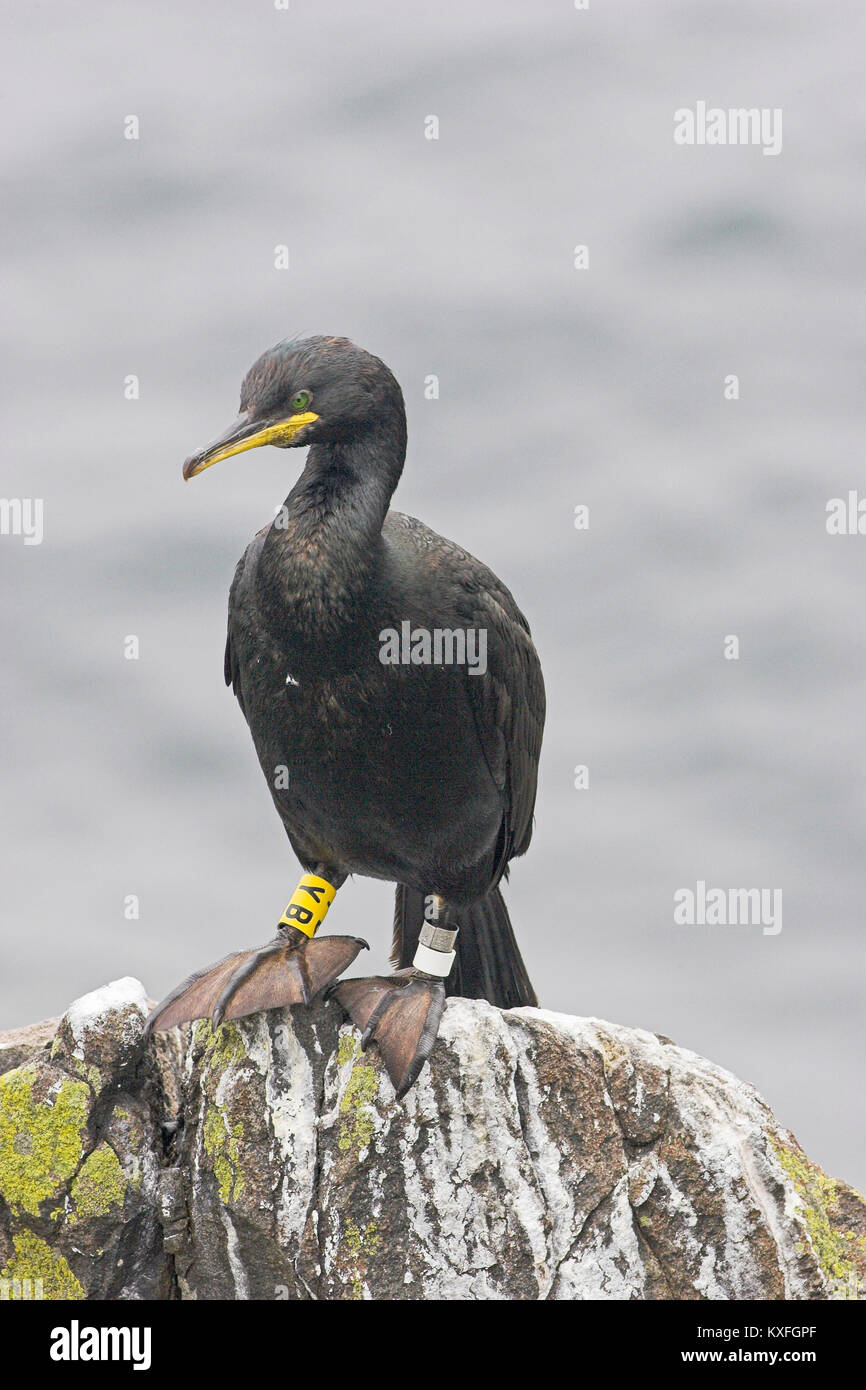 Isle of may bird shag hi-res stock photography and images - Alamy