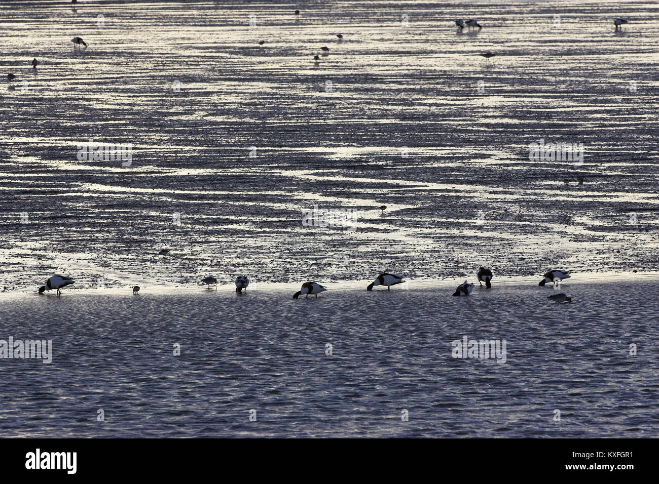 Shelduck Tadorna tadorna and waders on intertidal mud the Wash at ...
