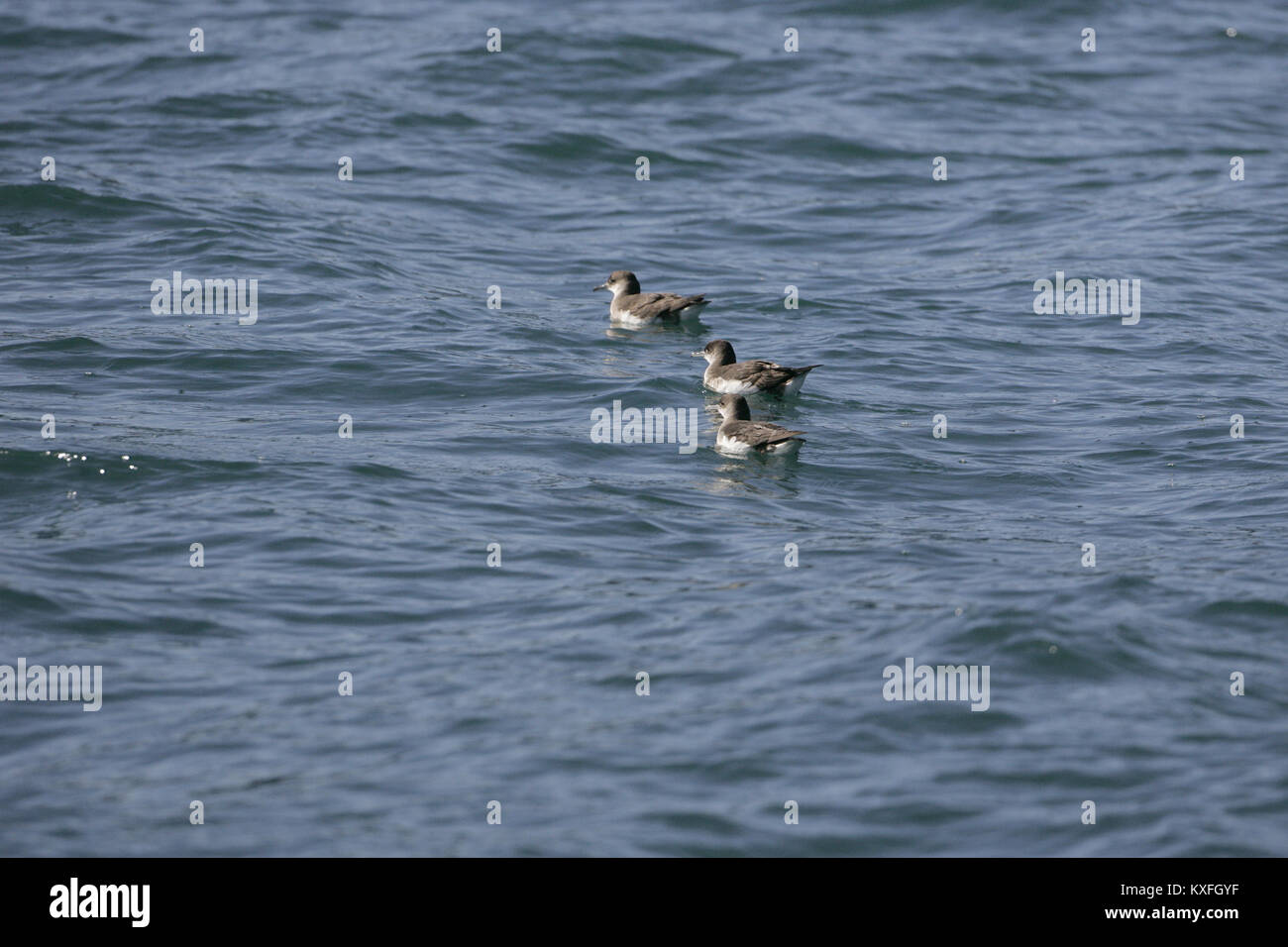 Puffinus gavia hi-res stock photography and images - Alamy