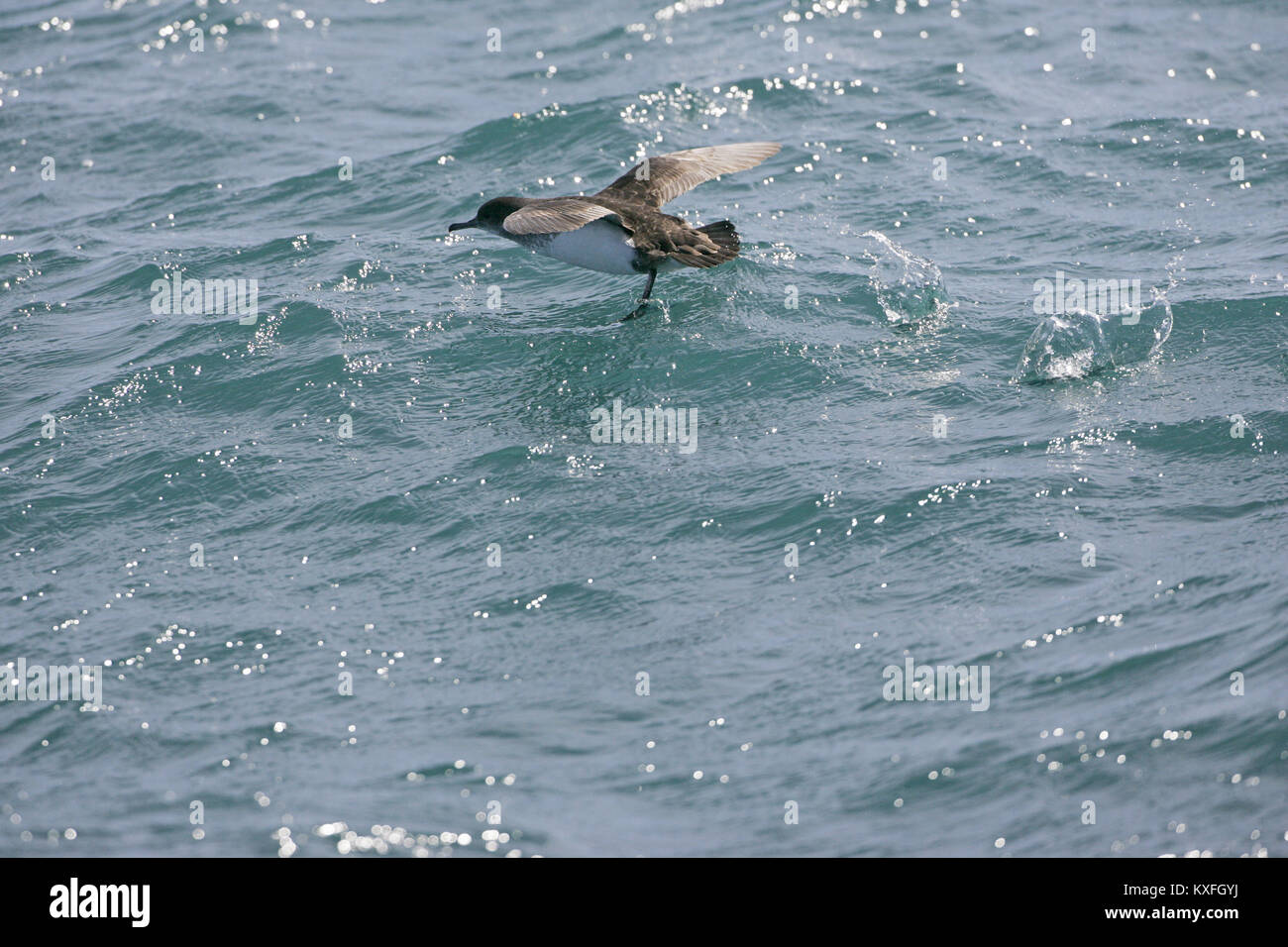 Fluttering shearwater Puffinus gavia taking off from sea New Zealand ...