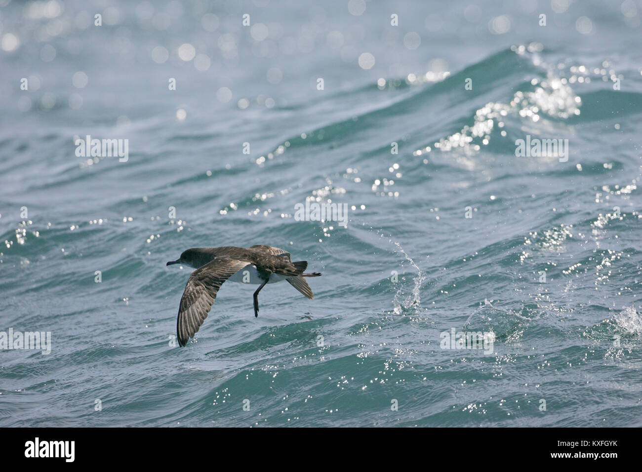 Fluttering Shearwater High Resolution Stock Photography and Images - Alamy