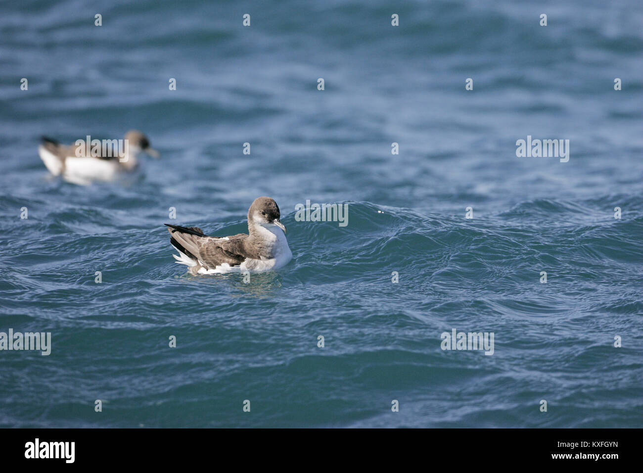Fluttering shearwater Puffinus gavia resting on sea New Zealand Stock ...