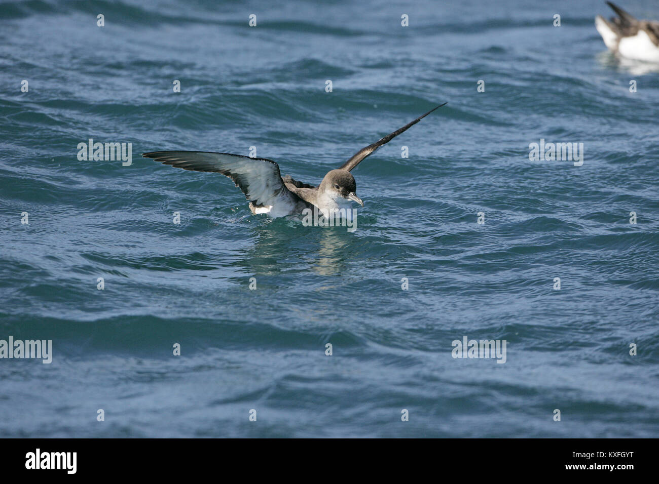 Fluttering shearwater hi-res stock photography and images - Alamy Fluttering shearwater hi-res stock photography and images - Alamy