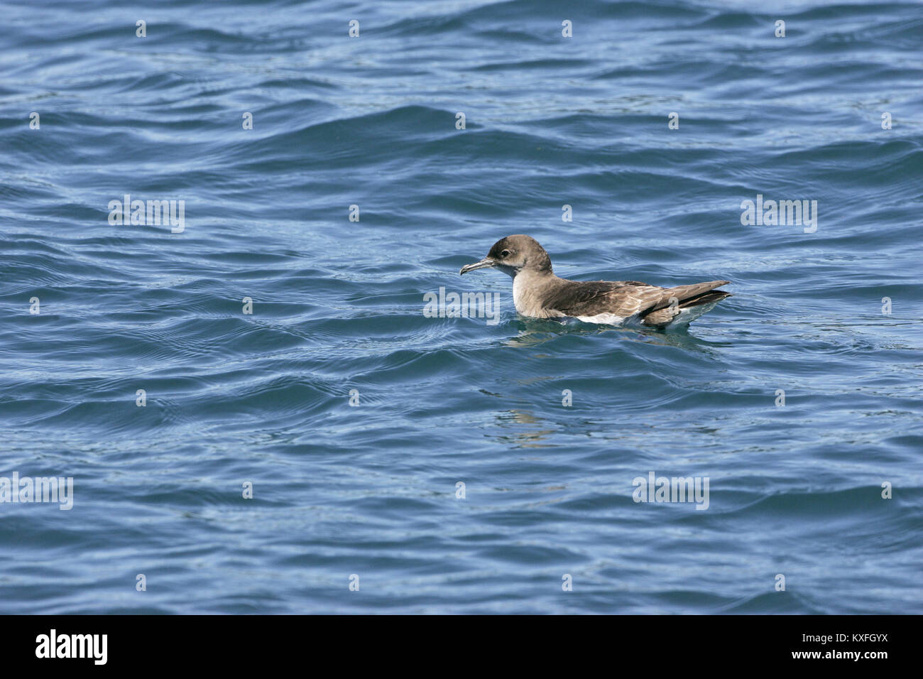Fluttering shearwater Puffinus gavia resting on sea New Zealand Stock ...
