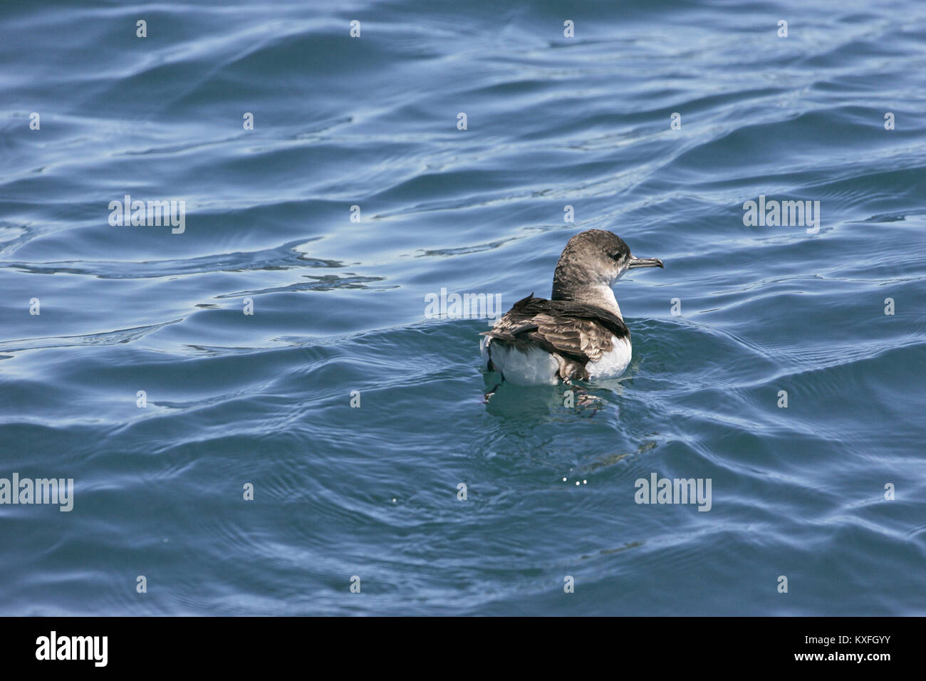 Fluttering shearwater Puffinus gavia resting on sea New Zealand Stock ...