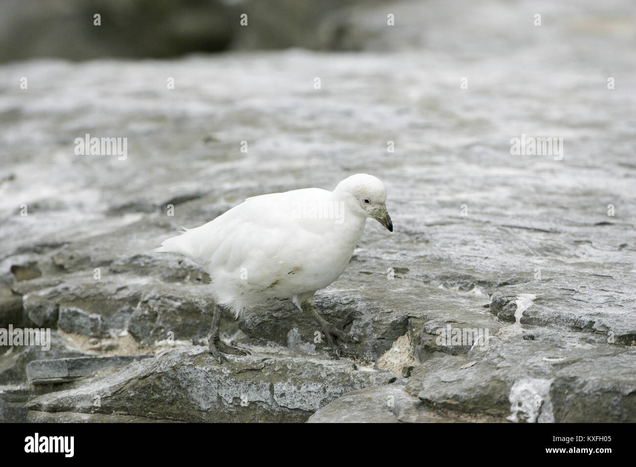 Snowy sheathbill Chionis albus Falkland Islands Stock Photo - Alamy