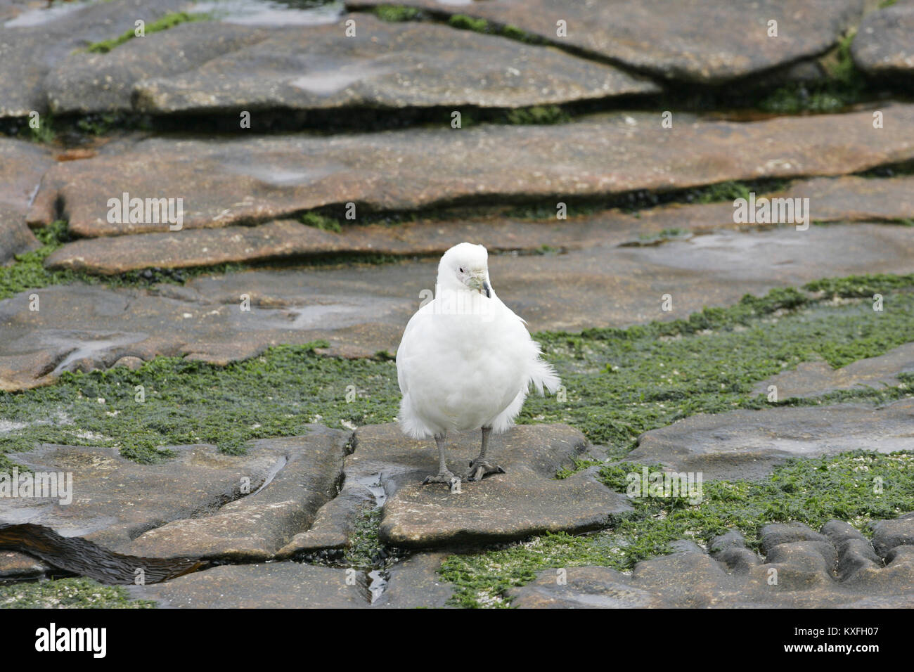 Snowy sheathbill Chionis albus Falkland Islands Stock Photo - Alamy