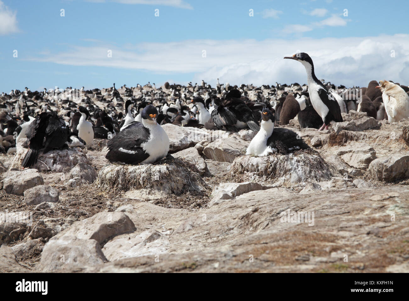 Imperial shag Leucocarbo atriceps large nesting colony Pebble Island ...