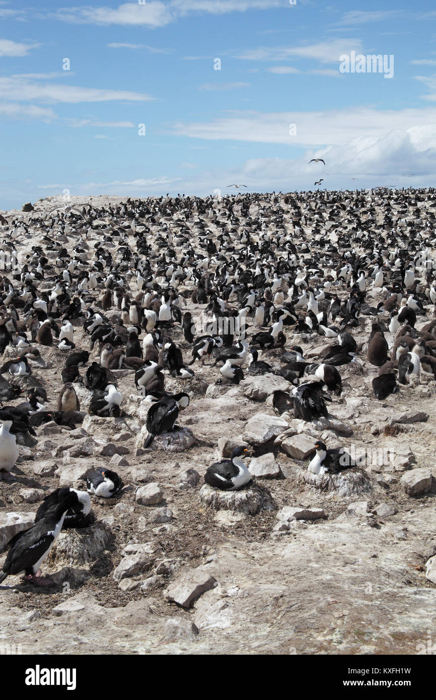 Imperial shag Leucocarbo atriceps large nesting colony Pebble Island ...