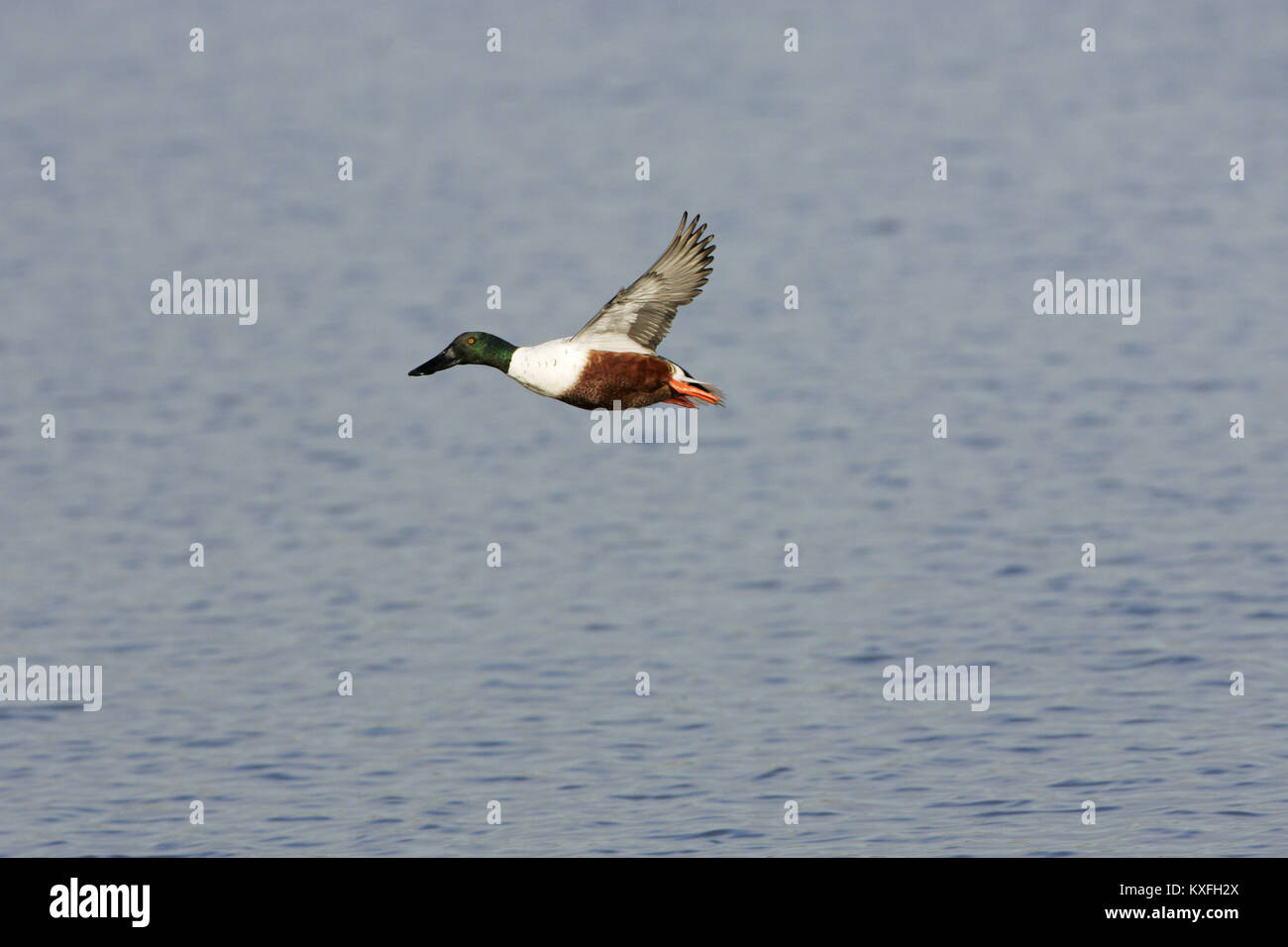 Northern shoveler Anas clypeata male in flight Dorset England Stock ...