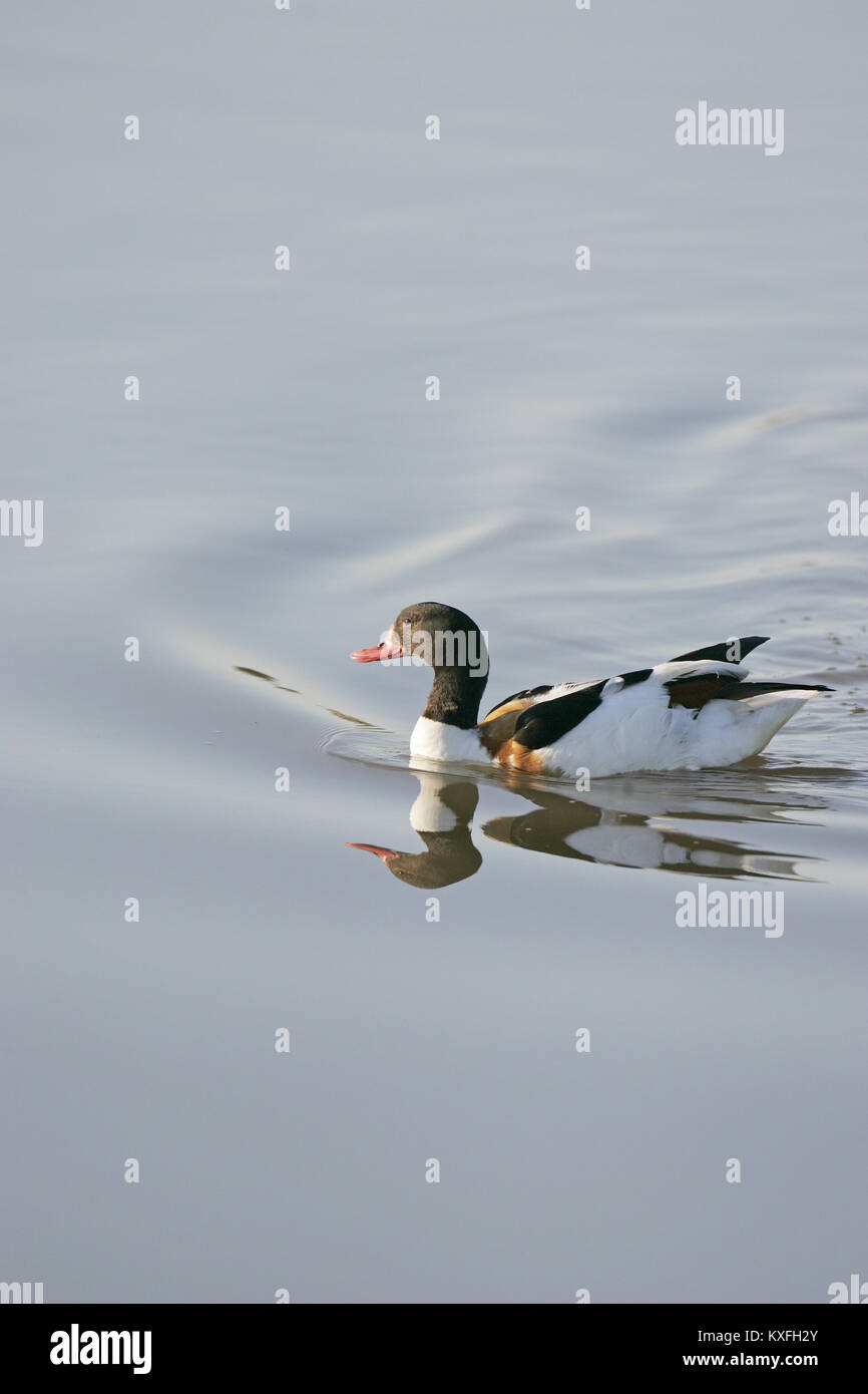 Common shelduck Tadorna tadorna female Stock Photo - Alamy