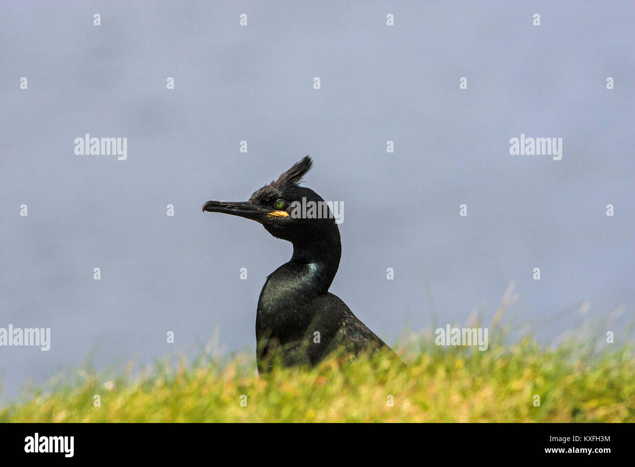 European shag Phalacrocorax aristotelis adult on sea cliffs island of ...
