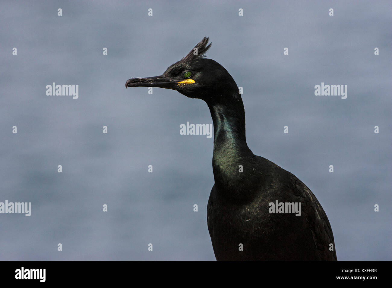 European shag Phalacrocorax aristotelis adult on sea cliffs island of ...