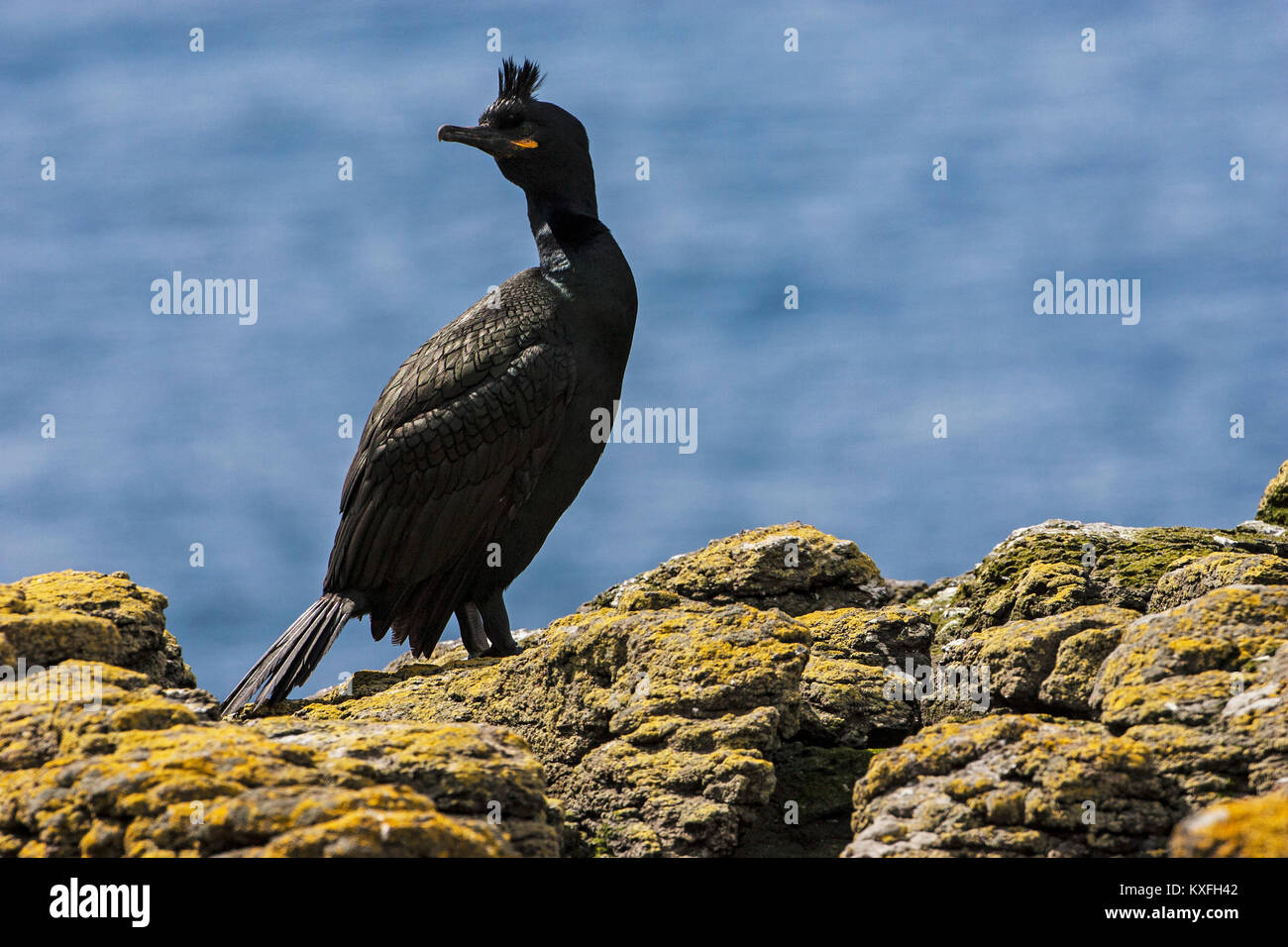 European shag Phalacrocorax aristotelis ringed bird on sea cliff island ...