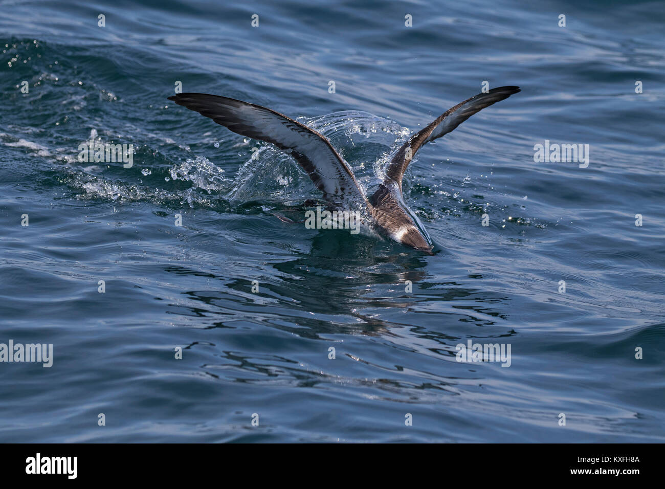 Great shearwater Puffinus gravis landing head first in the sea near ...