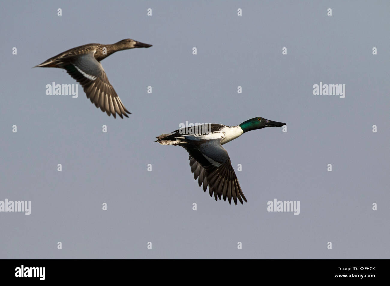 Female northern shoveler in flight hi-res stock photography and images - Alamy