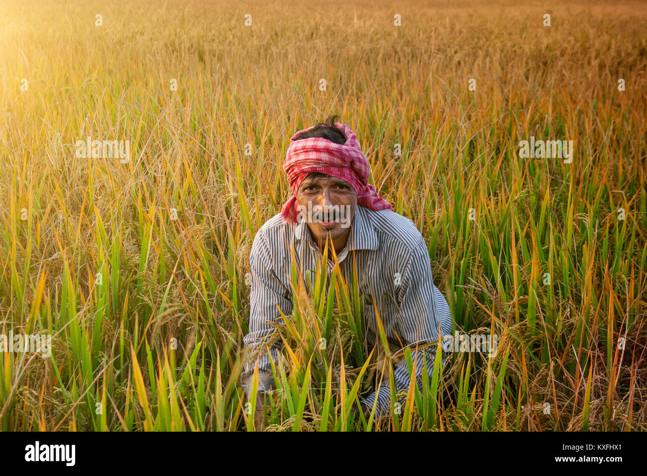 Indian farmer Sitting rice field in Rural india Stock Photo - Alamy
