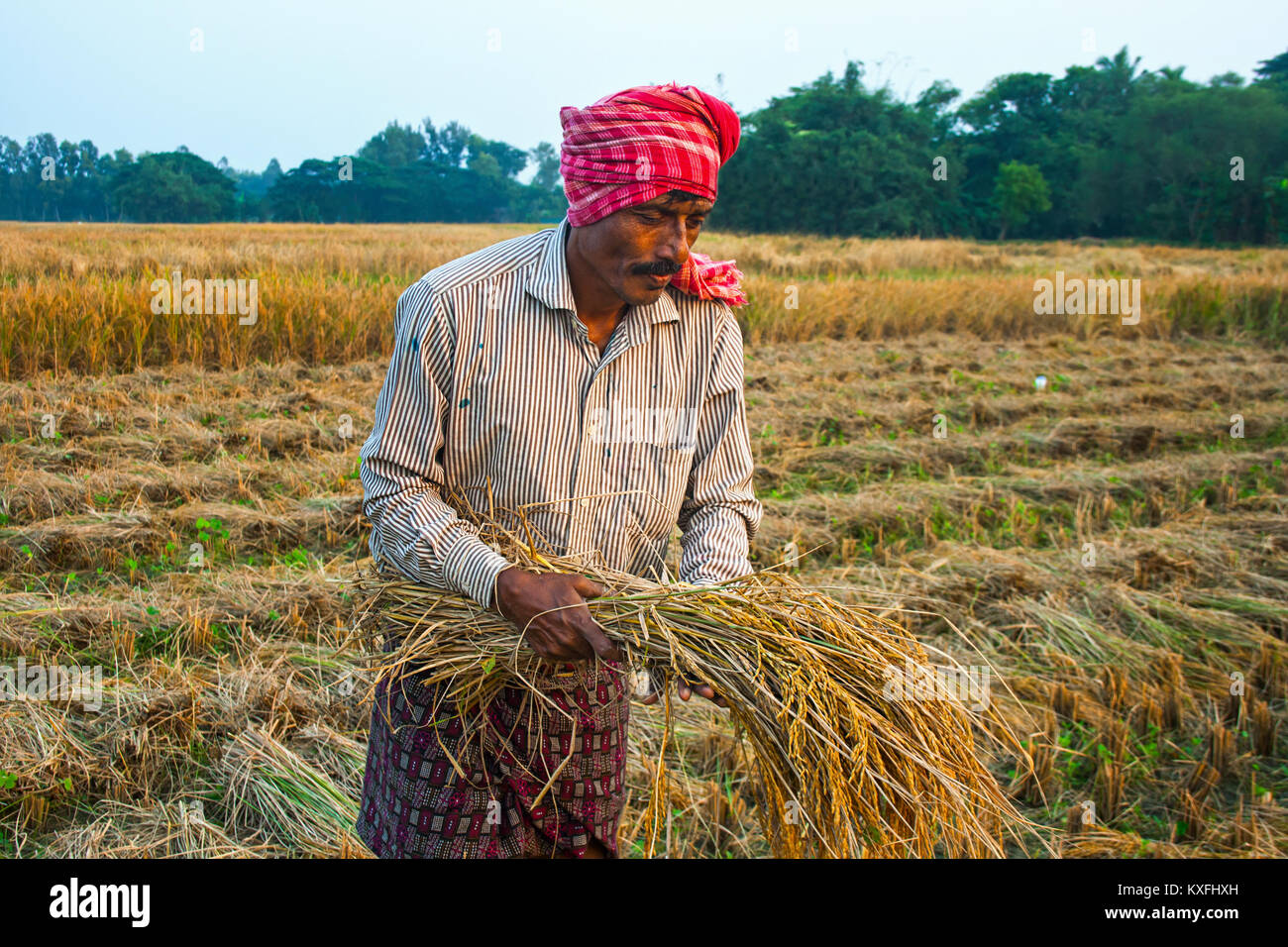 Indian Farmer holding Paddy Crop in the Field Located in Rural India ...