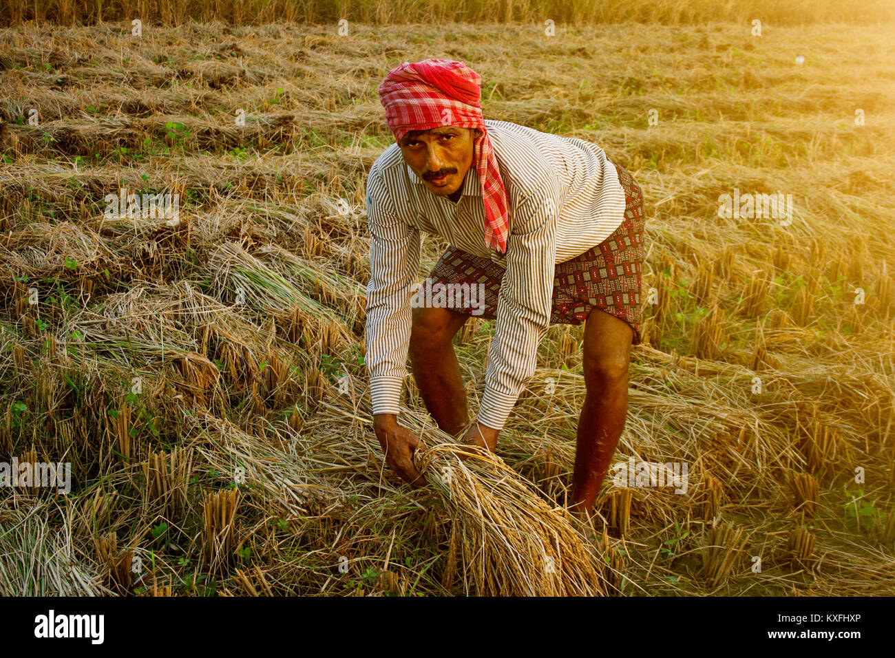 Indian Farmer Working in the Rice Field Located in Rural India Stock ...