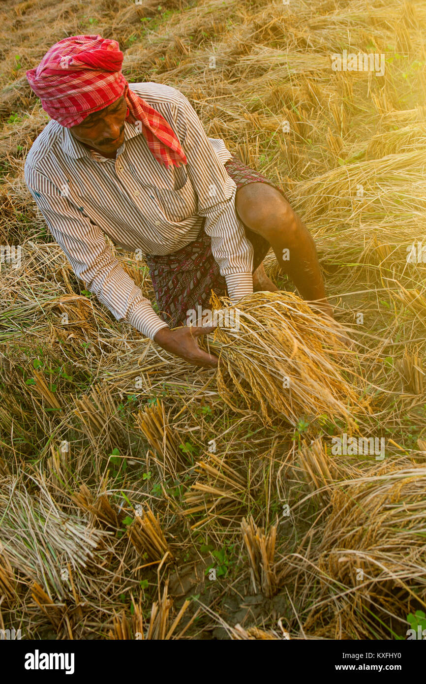 Indian Farmer Working in the Rice Field Located in Rural India Stock ...