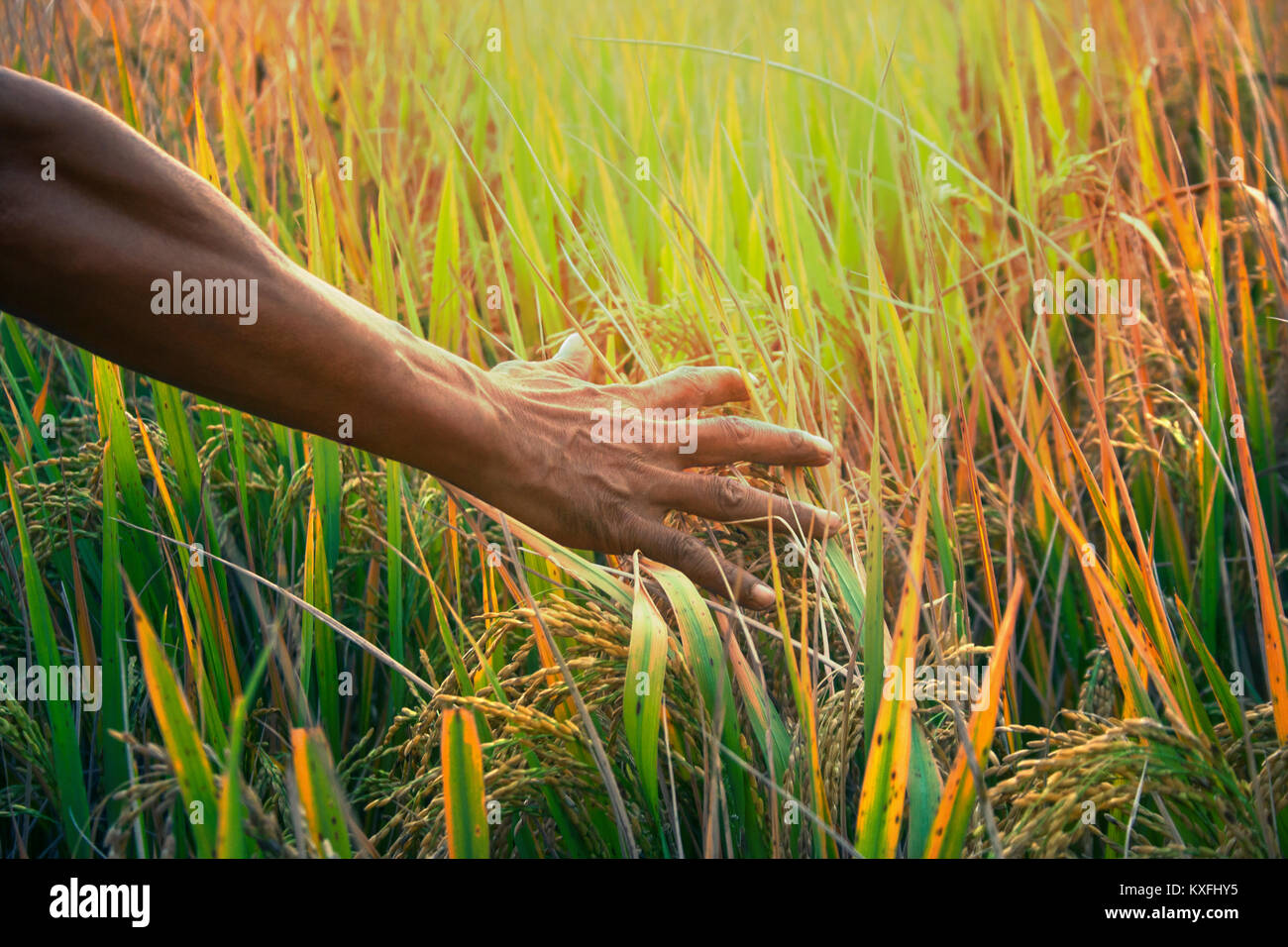 Hand touching ripe rice plants that are ready for harvesting in Rural ...