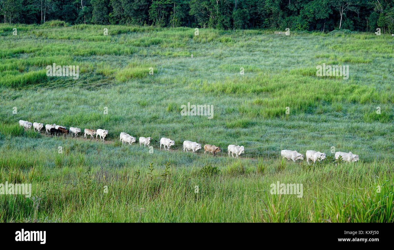 cow herd coming in for their feed of Molasses Stock Photo - Alamy
