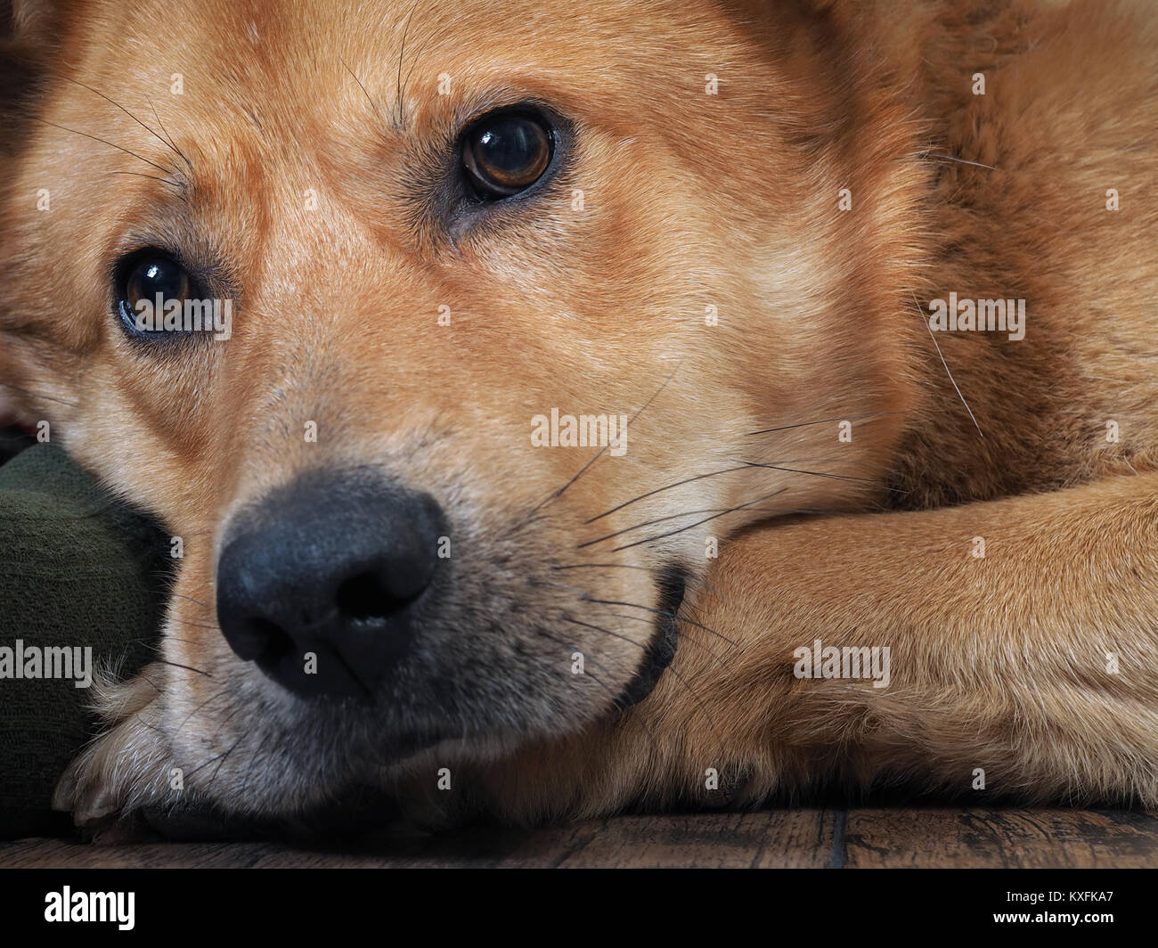 Face large red dog with sad eyes Stock Photo - Alamy