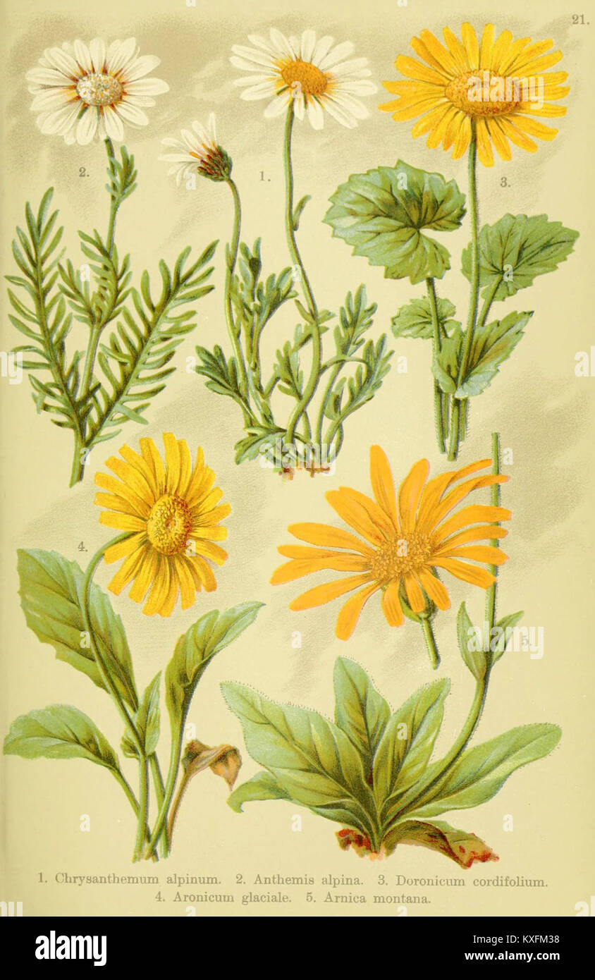 Alpen-Flora for tourists and plant enthusiasts presents a detailed ...